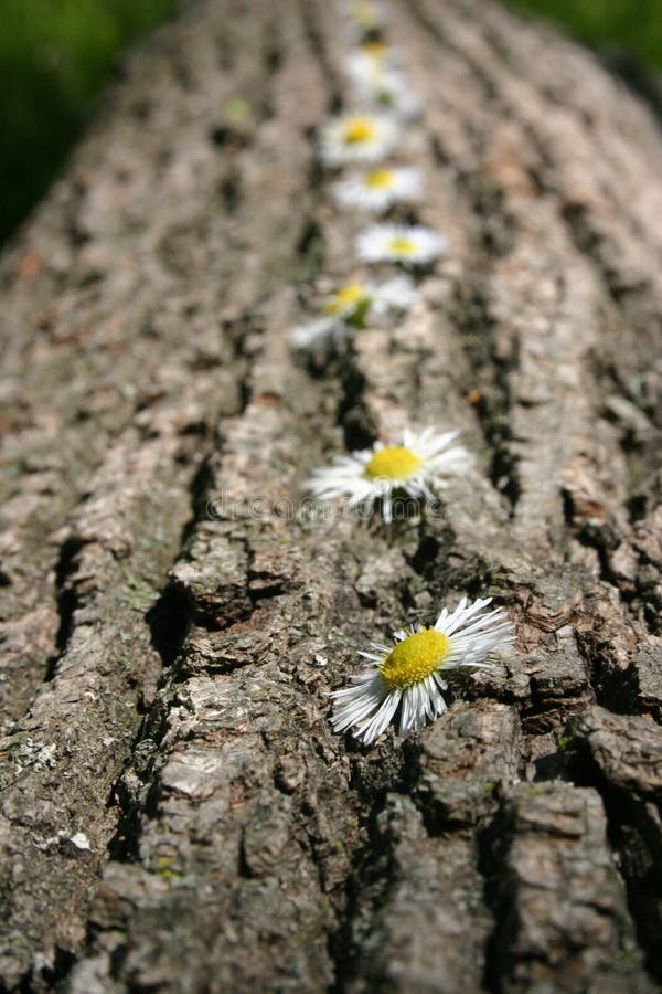 Small Yellow and White Daisy Flowers Line the Bark of an Old Tree or ...