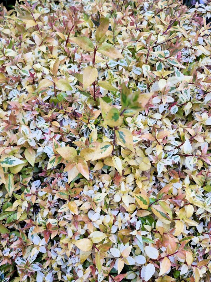 Small Yellow and White Leaved Shrub Stock Image - Image of rough, white ...