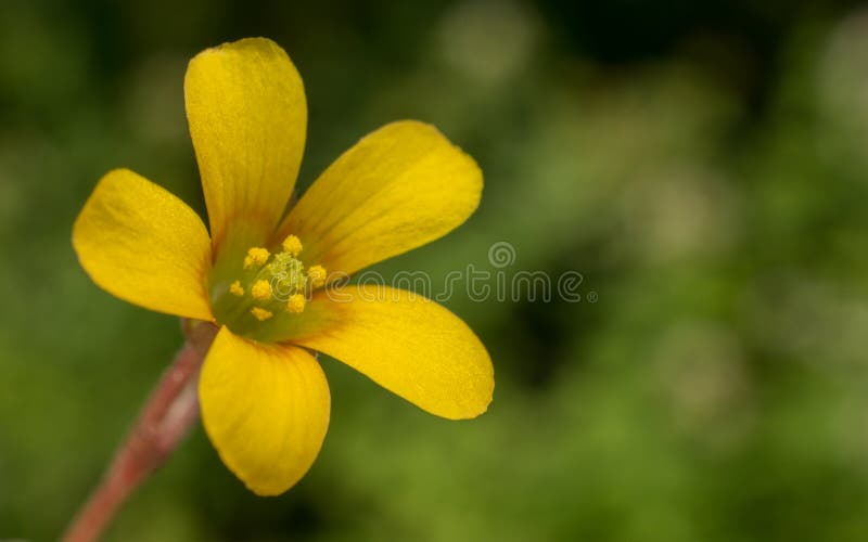 A small yellow wildflower stock image. Image of macro - 49826473