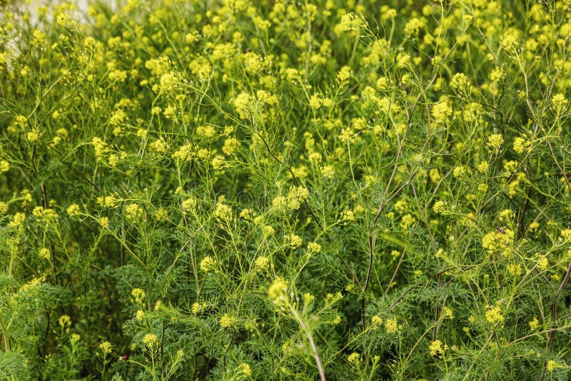 Small Yellow Wildflowers. Background Stock Photo - Image of meadow ...