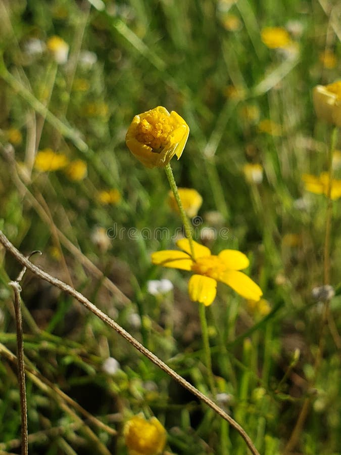 Small Yellow Wildflowers, San Antonio Texas Stock Photo - Image of ...