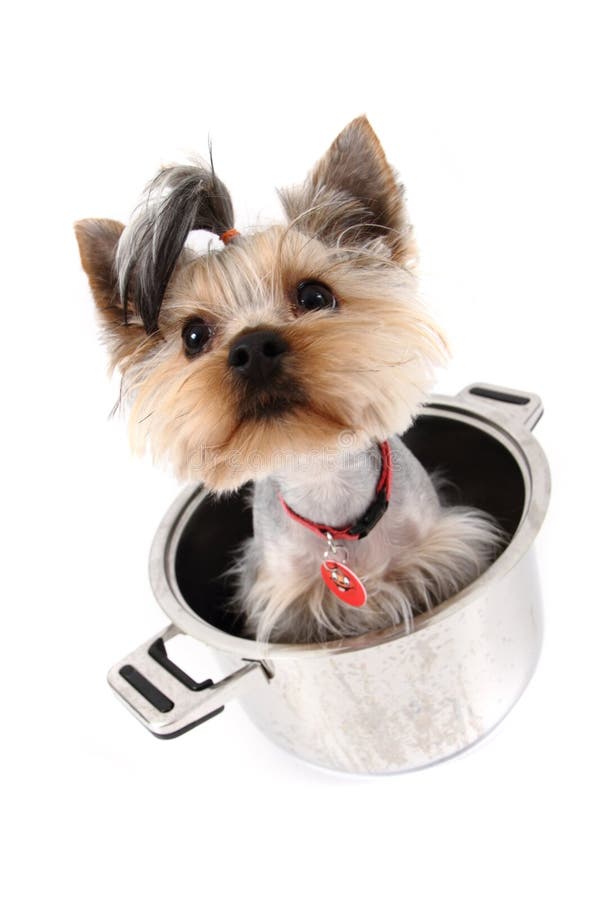 Small Yorkie Dog in the Pot Stock Photo - Image of white, yorkie: 29395800