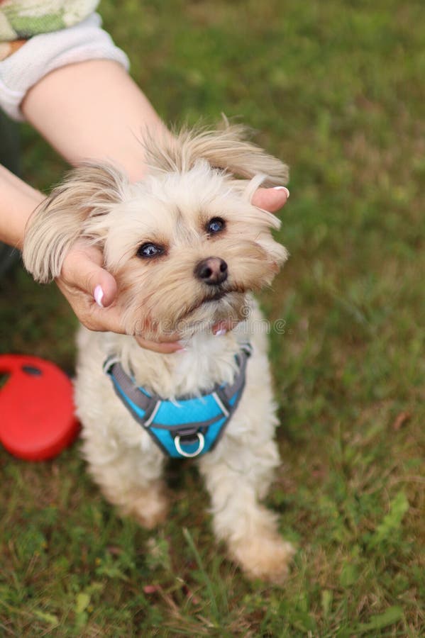 A Small Yorkshire Mix Terrier is in the Garden Stock Image - Image of ...