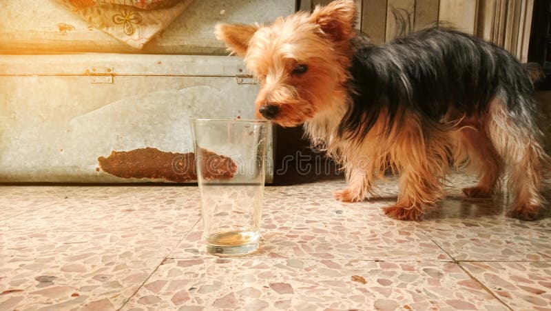 A Small Yorkshire Terrier Dog Sniffing Glass Stock Image - Image of ...