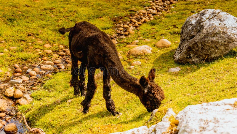 A Small Young Alpaca that Eats Grass Stock Photo - Image of beauty ...