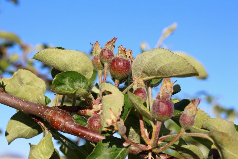 Small Young Apples on a Branch Stock Photo - Image of freshness ...