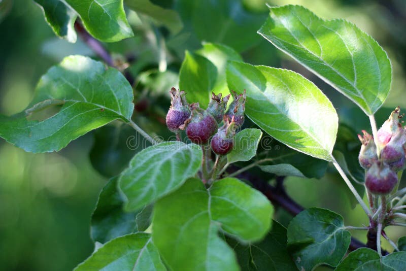Small Young Apples Growing on a Tree Stock Image - Image of apples ...