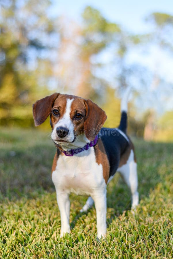 Small Young Beagle Enjoying the Green Grass Outdoors Stock Image ...