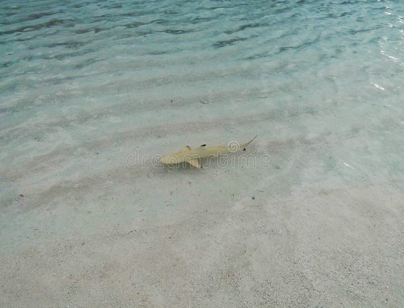 Small Young Black Tip Reef Sharks Stock Photo - Image of beach, shark ...