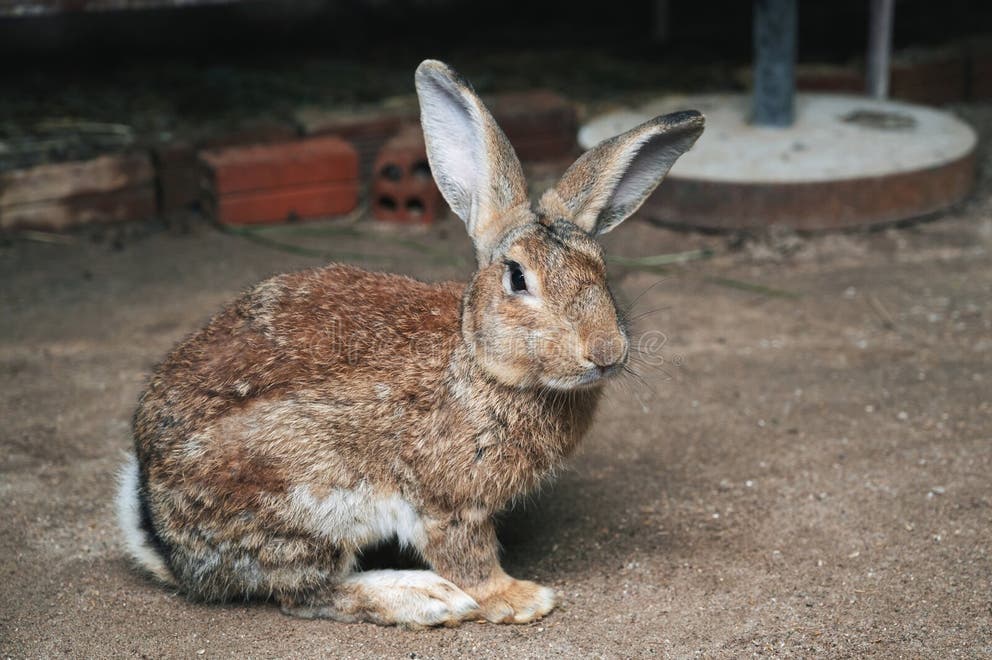 A Small Young Brown Rabbit on a Farm Stock Image - Image of animal ...