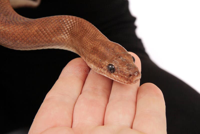 Brown snake in human hand stock image. Image of orange - 113629487