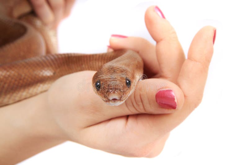 Brown snake in human hand stock photo. Image of nosy - 113629488