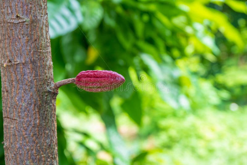 Small Young Cacao Fruit on the Cacao Tree Stock Image - Image of green ...