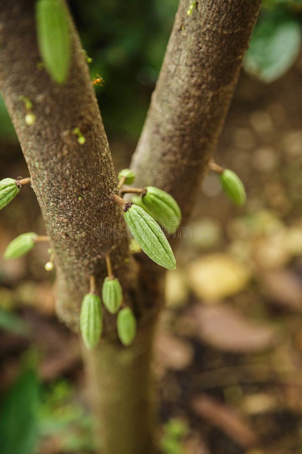 Small Young Cocoa Pod on Cacao Tree Stock Image - Image of pods, fruit ...