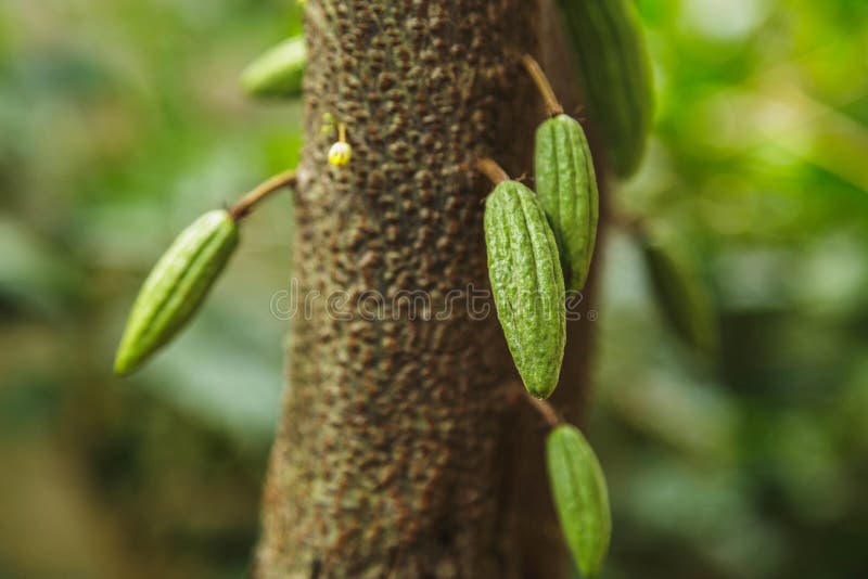 Small Young Cocoa Pod on Cacao Tree Stock Photo - Image of environment ...