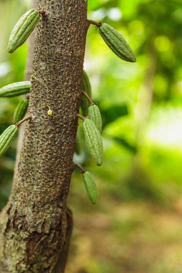 Small Young Cocoa Pod on Cacao Tree Stock Image - Image of cocoa, plant ...