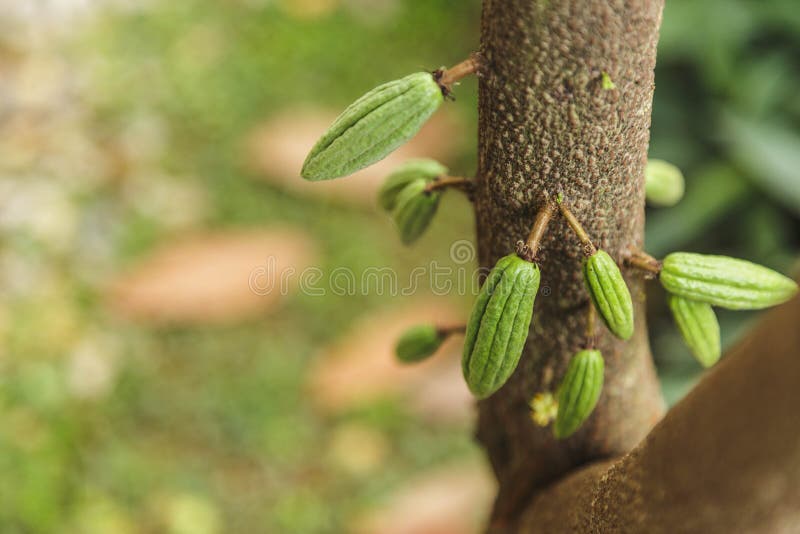 Small Young Cocoa Pod on Cacao Tree Stock Photo - Image of natural ...