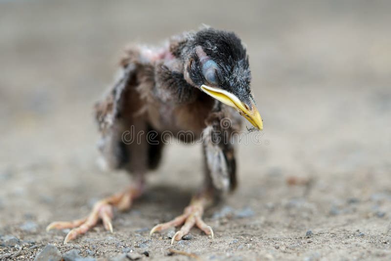 Small Myna Bird Perched in the Fork of an Australian Gum Tree Stock ...