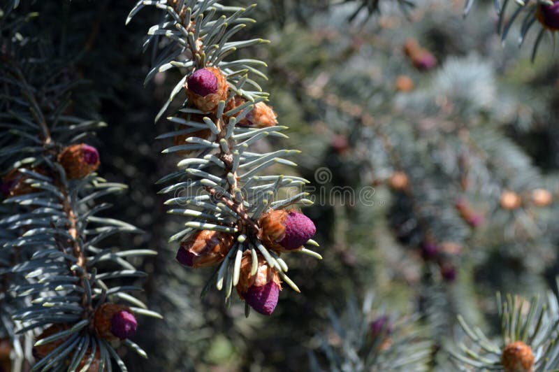 Small Young Cones on a Branch of a Blue Spruce Stock Image - Image of ...