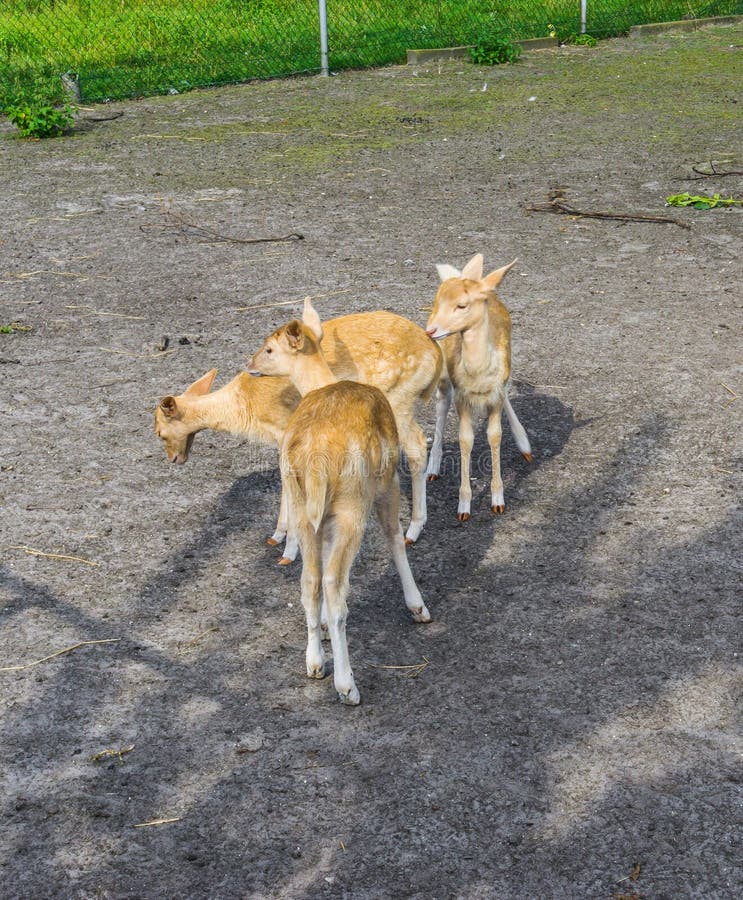 Group of Young Small Deer Animals at Animal Farm Stock Photo - Image of ...