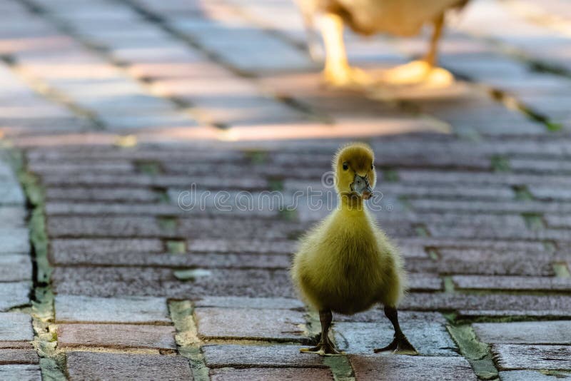 A Small Young Duck Walking on a Sidewalk in a Street Stock Image ...