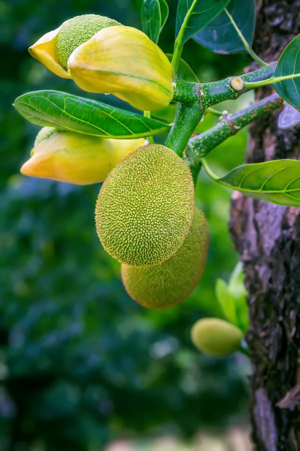 Small Young Durian Tropical Fruit with Green Leafs on the Tree Stock ...