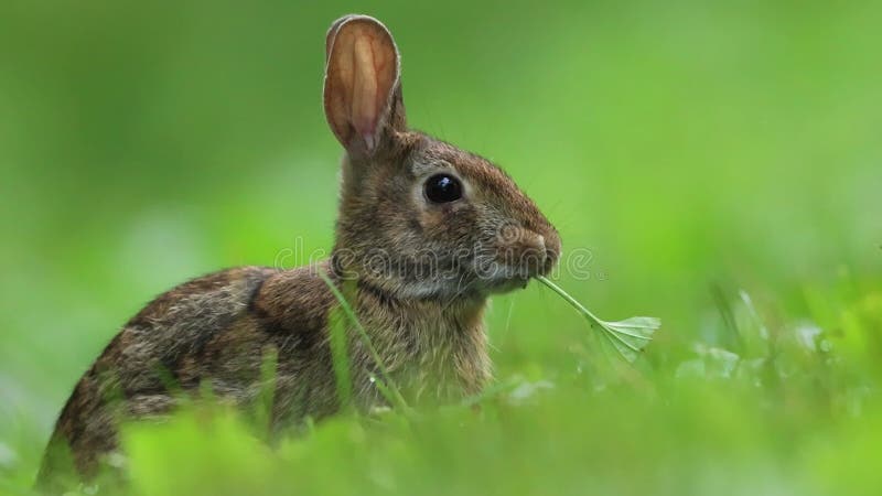 Small Young Eastern Cottontail Rabbit Side View Spinning Leaf Eating ...