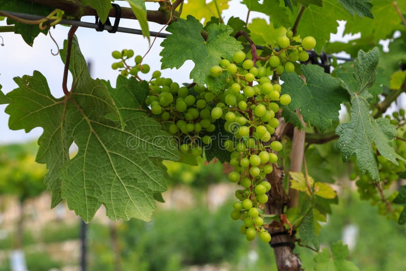 Small young grapes stock photo. Image of farm, fruit - 40596932