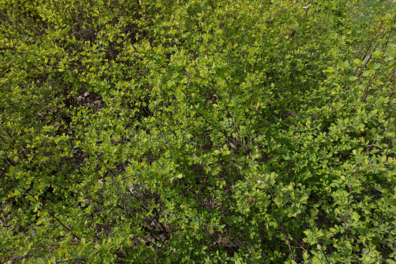 Small Young Green Leaves on the Shrub in Spring Stock Photo - Image of ...