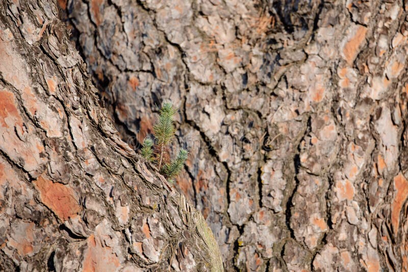 Small Young Green Pine Tree Sprouting from the Trunk of an Adult Pine ...