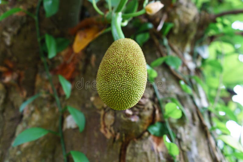 Small Young Jackfruit Growing on a Tree Bottom Up View Stock Photo ...