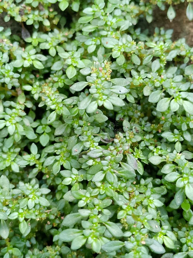 Small Young Leaves are Beautiful Green in Color Stock Photo - Image of ...