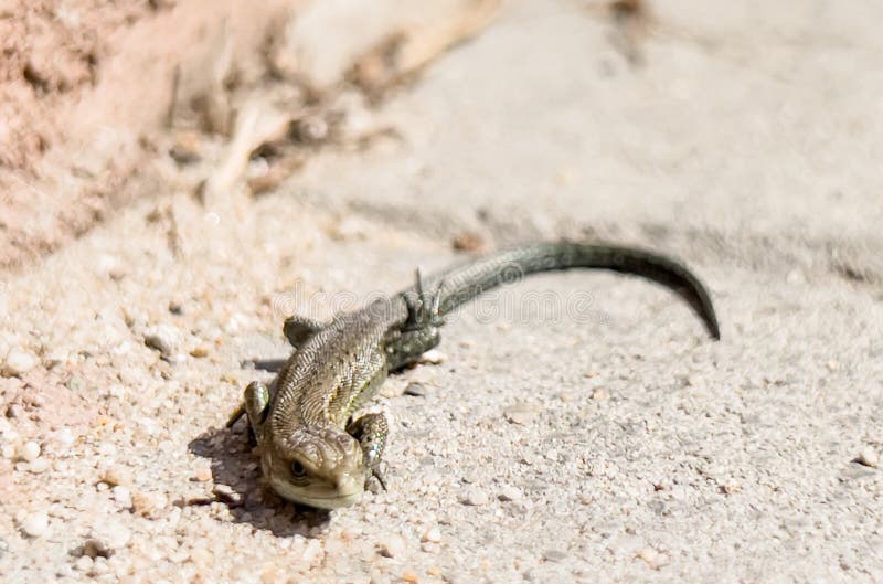 A Small Young Lizard Basking in the Sun Stock Photo - Image of brown ...