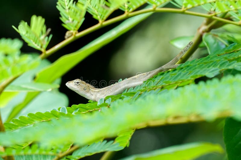 Little Lizard Hiding among Tree Leaves Stock Image - Image of tail ...