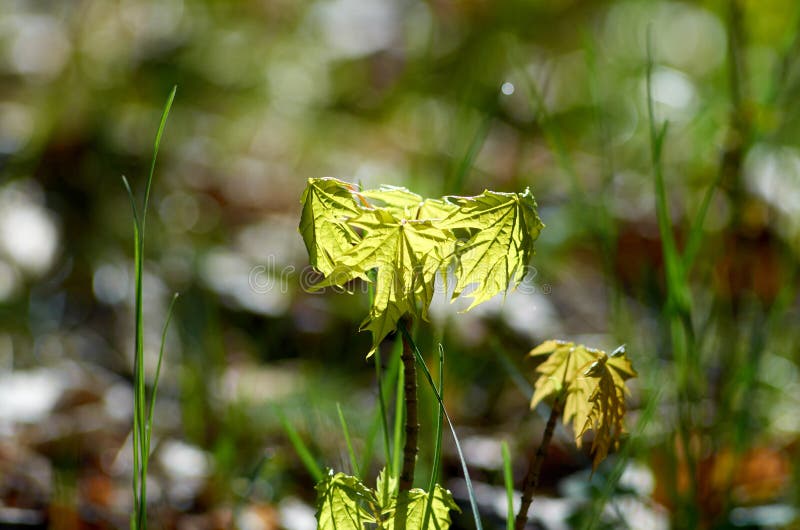 Small Young Maple Tree on Sunlight Stock Photo - Image of outdoors ...