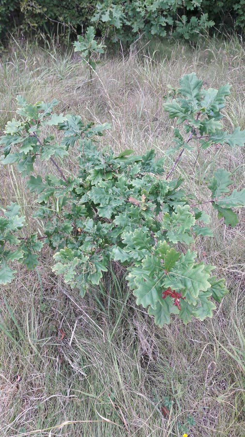 Small Young Oak Tree Growing 8n Meadow Stock Image - Image of growing ...
