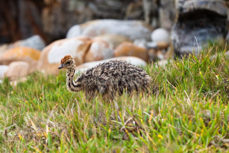 Small Young Ostrich Walking in Grassland Stock Image - Image of close ...