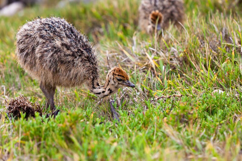 Small Young Ostrich Walking in Grassland Stock Image - Image of close ...