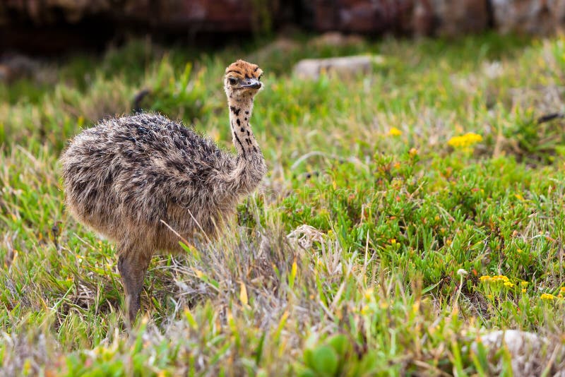 Small Young Ostrich Walking in Grassland Stock Image - Image of close ...