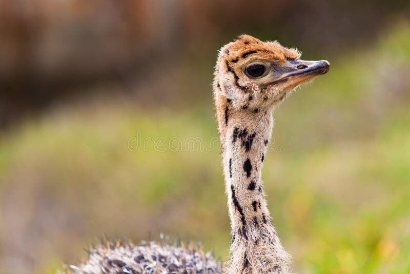 Small Young Ostrich Walking in Grassland Stock Image - Image of ...