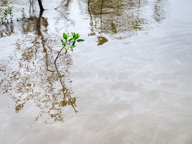 Small Young Plant in Water with Reflections on Water Surface Stock ...