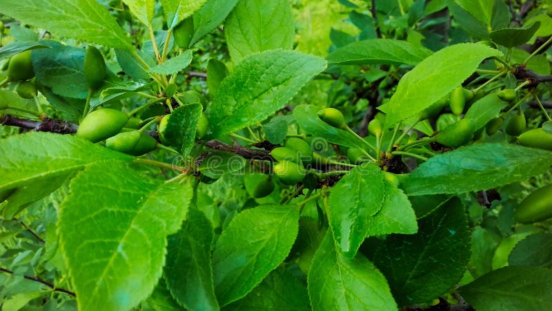 Small Young Plums on a Branch Stock Photo - Image of prunus, leaf ...
