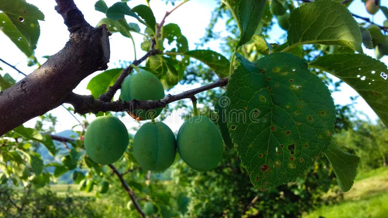Small Young Plums on a Branch Stock Photo - Image of nature, natural ...
