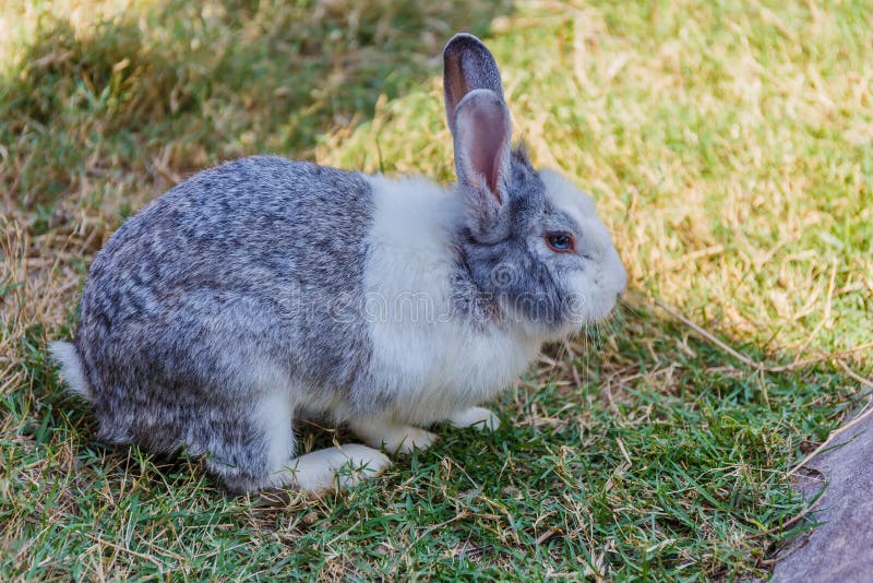 Small young rabbit stock image. Image of spring, rodent - 70108211