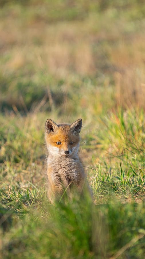 Small Young Red Fox (Vulpes Vulpes) Resting Stock Photo - Image of ...