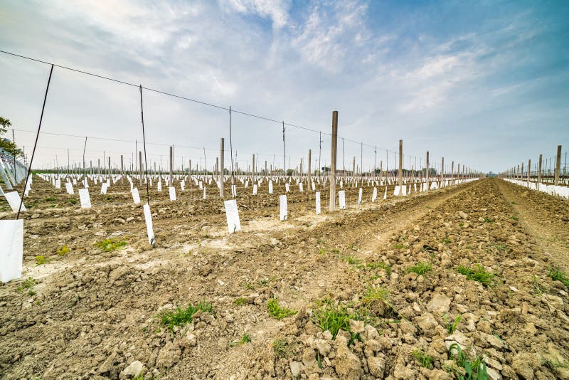 Small young seedlings stock image. Image of natural, soil - 69683415