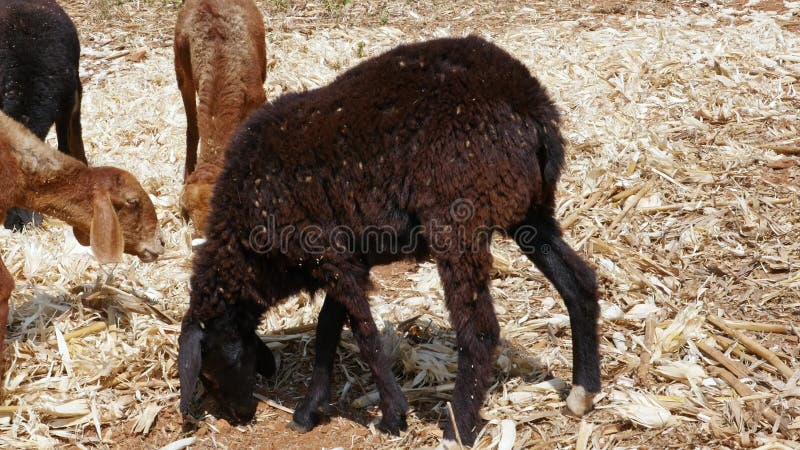 A Small Young Sheep Eating the Dry Corn Husk in the Fields Stock Video ...