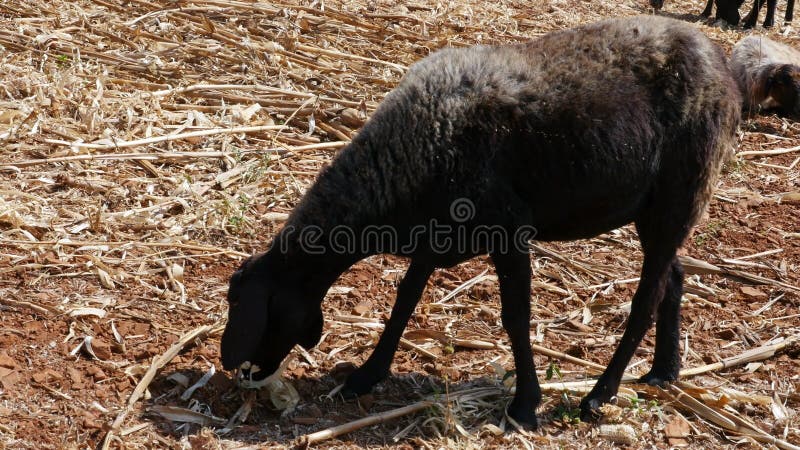 A Small Young Sheep Eating the Dry Corn Husk in the Fields Stock Video ...