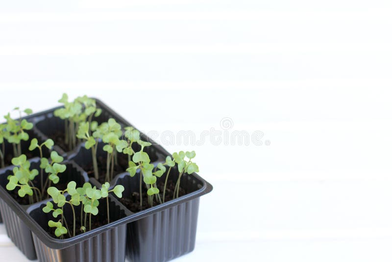 Sprouting of Vegetables from Seeds Stock Image - Image of earth ...