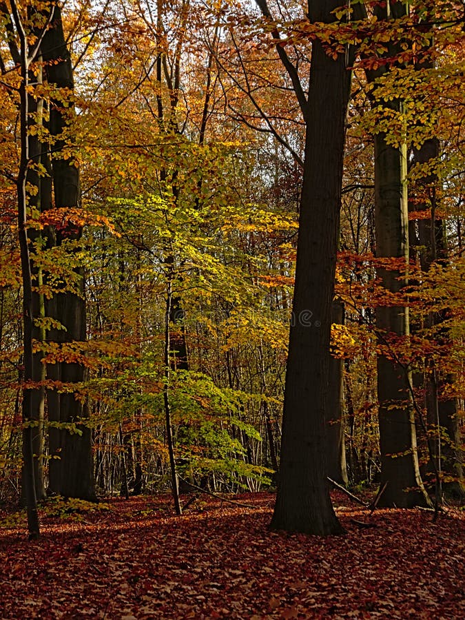 Small Young Tree with Foliage in between Trunks of Big Trees in the ...